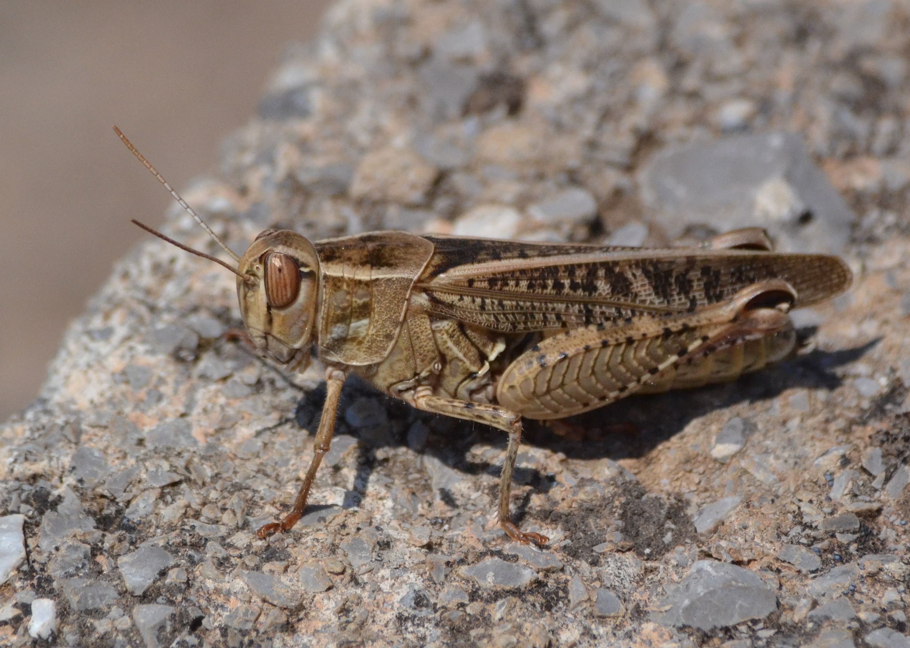 Turkish Clubtail dragonfly and some other insects in southern Greece ...