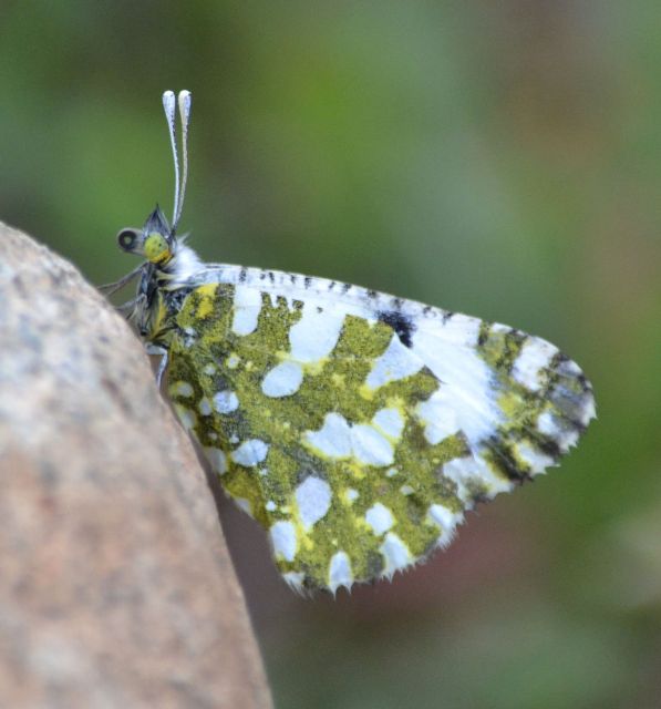 eastern dappled white.1903 potamos valley – Ramblings and Scribblings