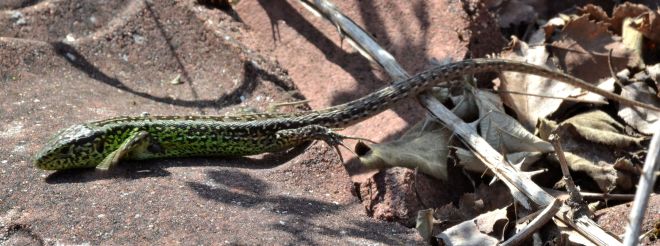 A complete Sand Lizard experience at Higher Hyde Heath, Dorset – 20th ...