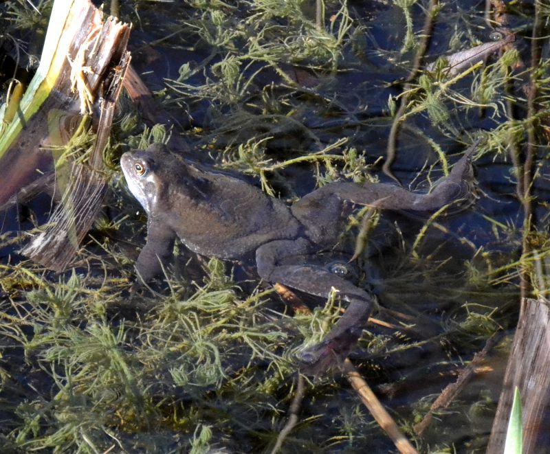 A late-February Common Frog-fest at Lye Valley LNR, Oxford – 26th Feb ...