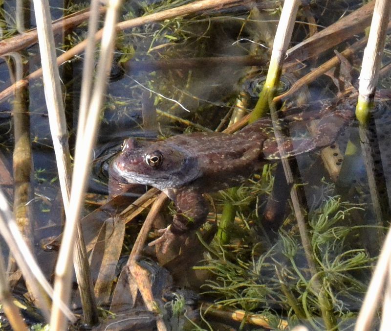 A late-February Common Frog-fest at Lye Valley LNR, Oxford – 26th Feb ...