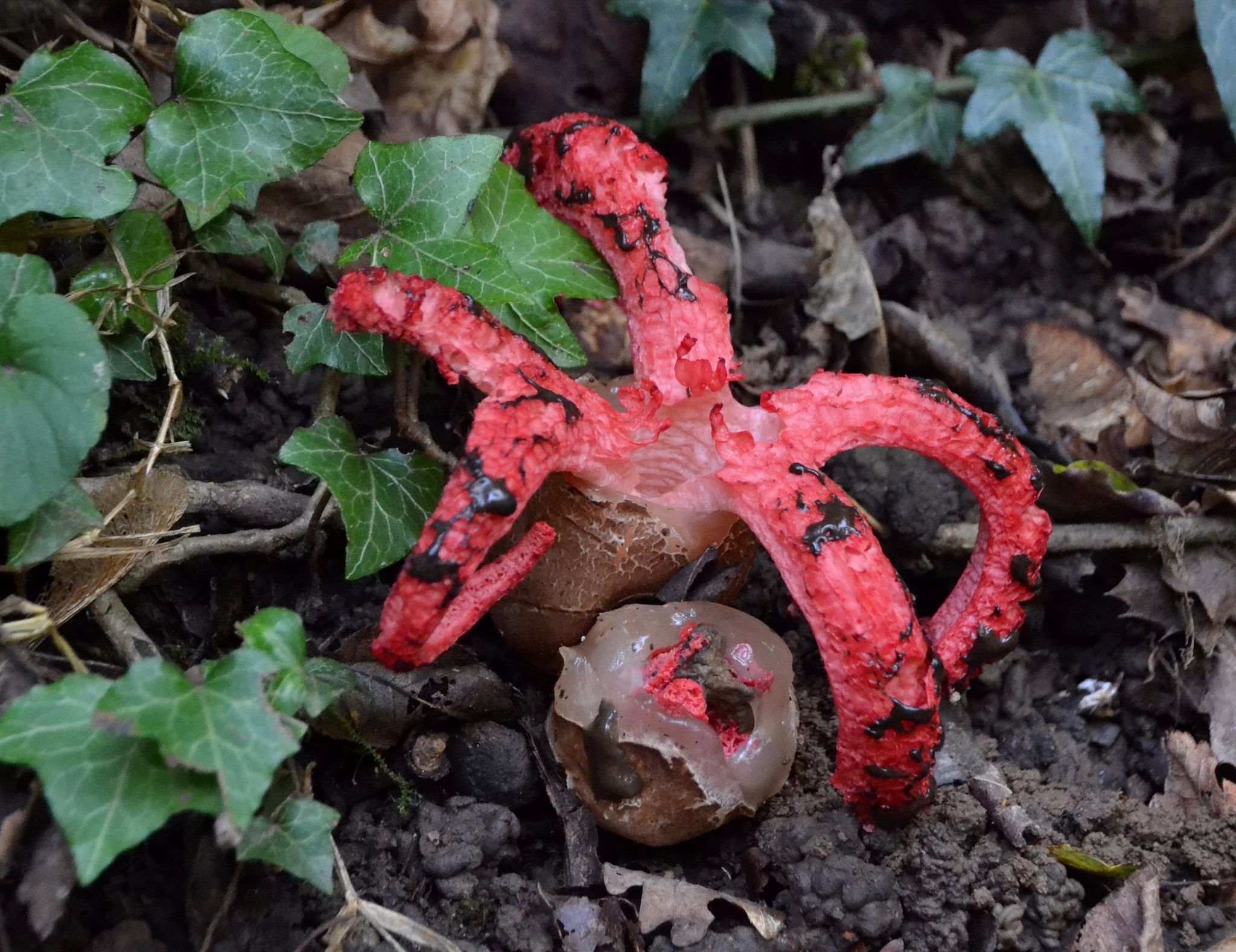 The weird and wonderful fruiting cycle of the Devil’s Fingers fungus ...