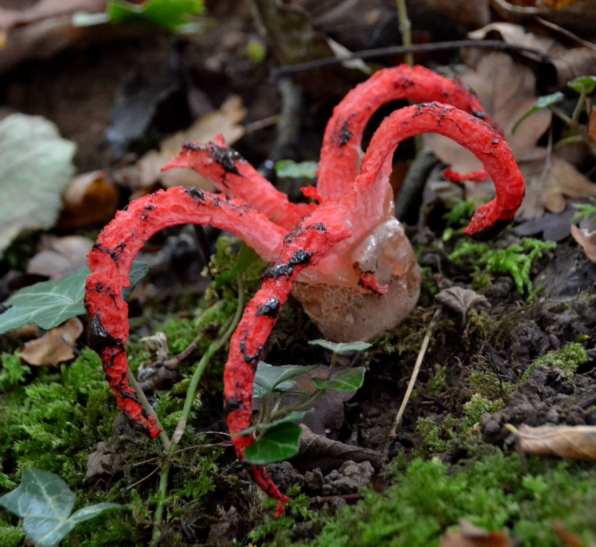 The weird and wonderful fruiting cycle of the Devil’s Fingers fungus ...