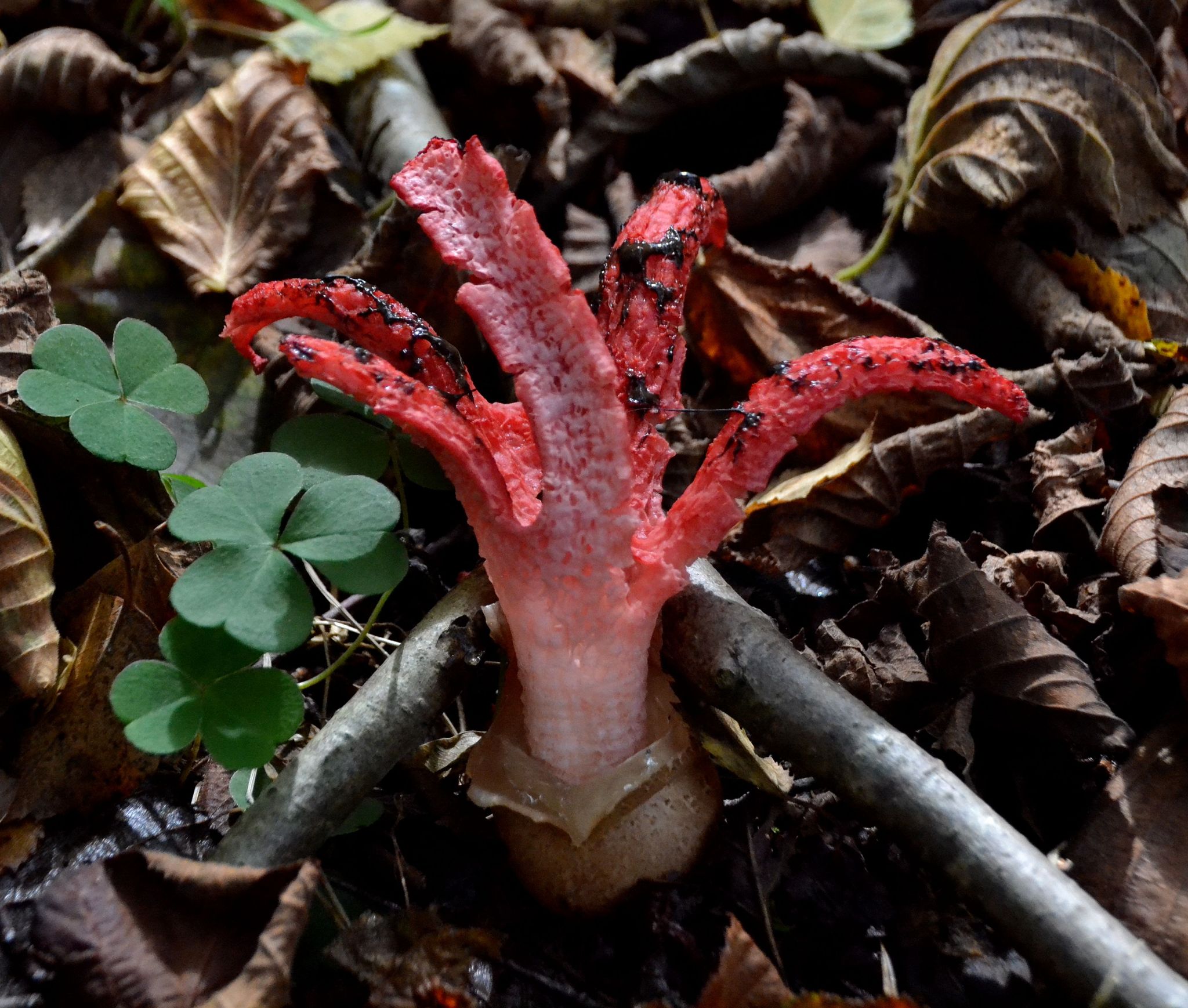 The weird and wonderful fruiting cycle of the Devil’s Fingers fungus ...