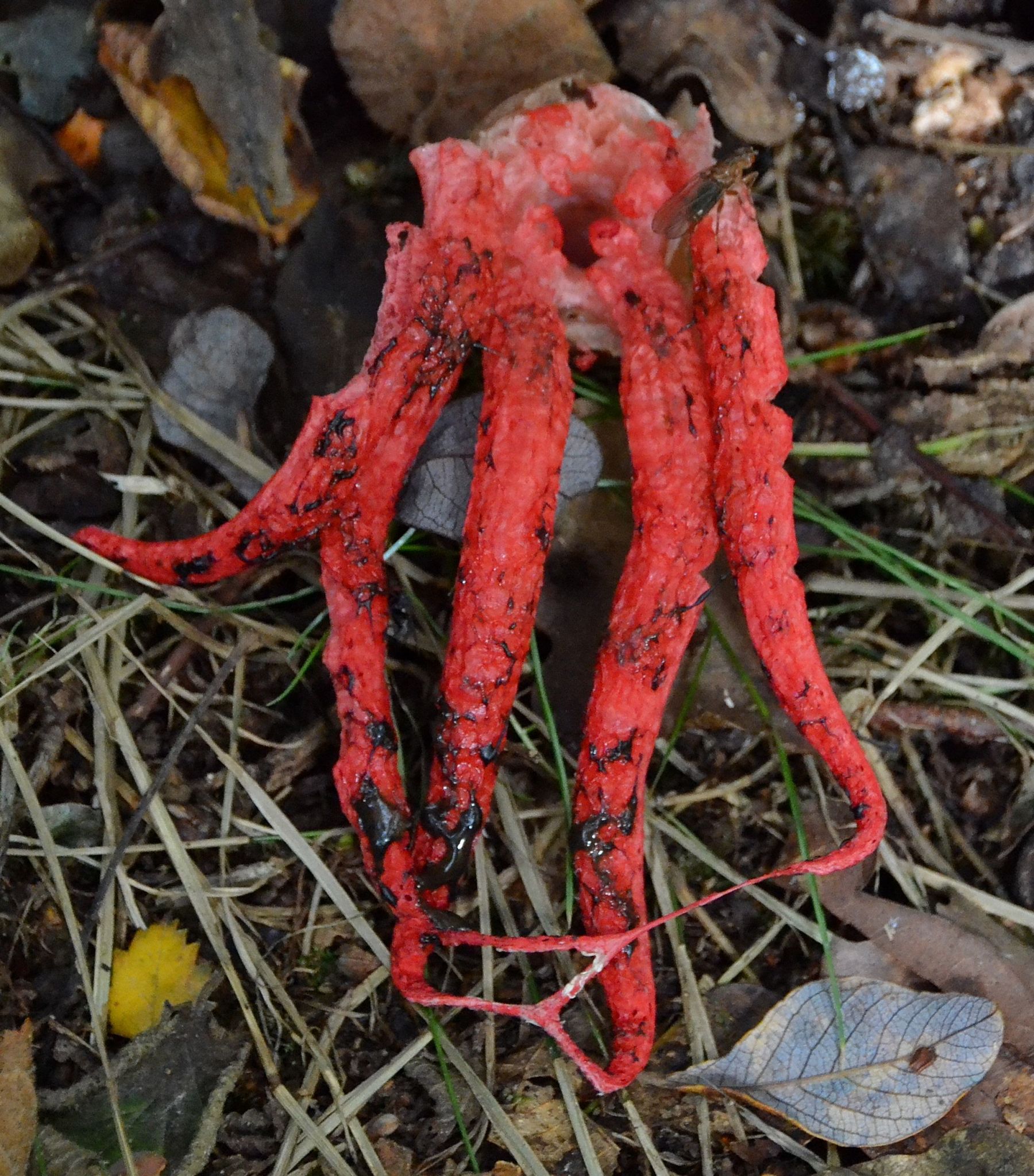 The weird and wonderful fruiting cycle of the Devil’s Fingers fungus ...
