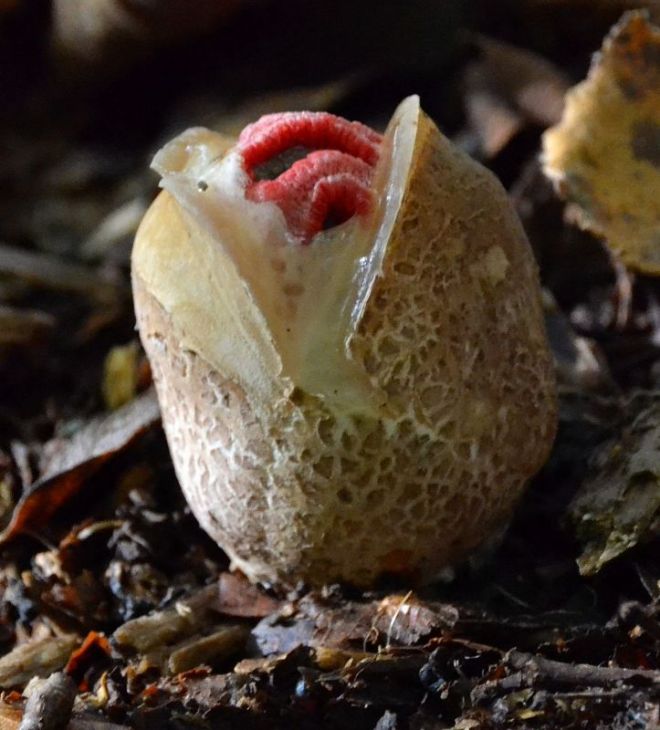 The weird and wonderful fruiting cycle of the Devil’s Fingers fungus ...