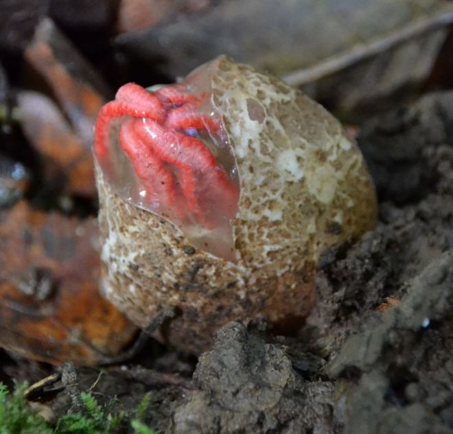 The weird and wonderful fruiting cycle of the Devil’s Fingers fungus ...