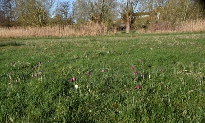 The annual Snake’s head Fritillary spectacle in Iffley Meadows, Oxford ...