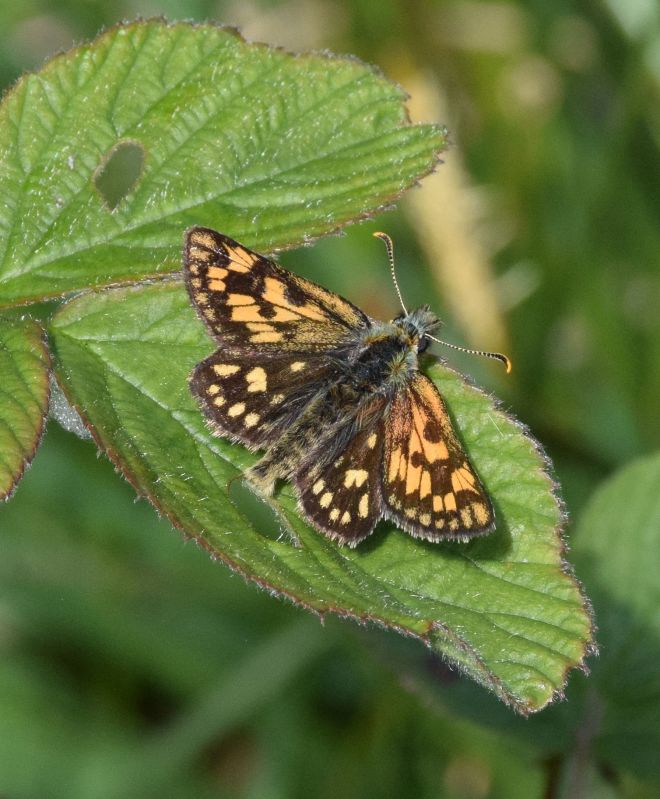 Proper Scottish Chequered Skipper at Allt Mhuic reserve, then Glasdrum ...