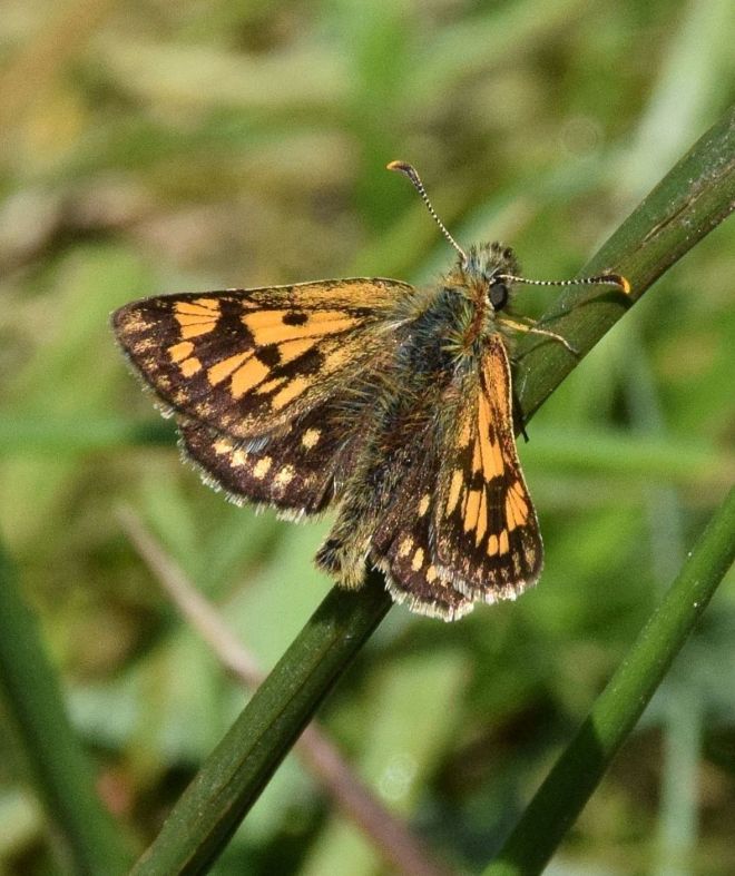 Proper Scottish Chequered Skipper at Allt Mhuic reserve, then Glasdrum ...