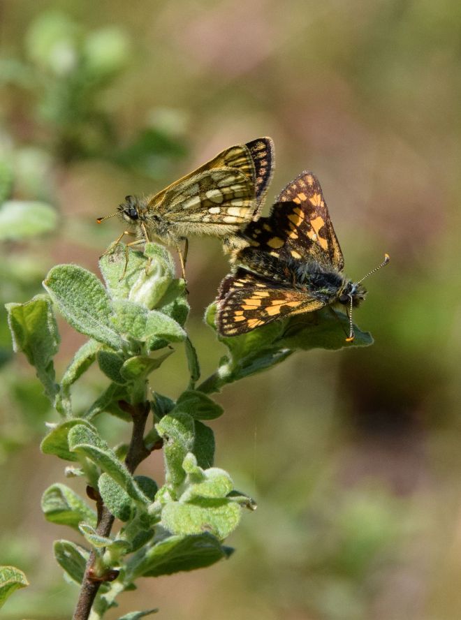 Proper Scottish Chequered Skipper at Allt Mhuic reserve, then Glasdrum ...