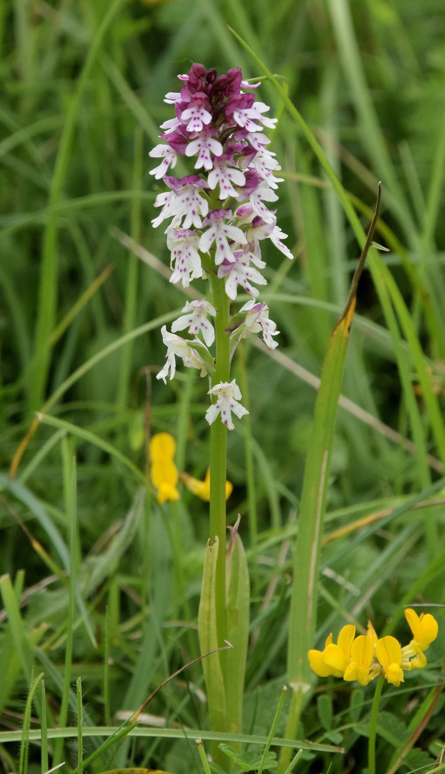Ramblings and Scribblings – Wildlife and travel diary of an Oxford ...