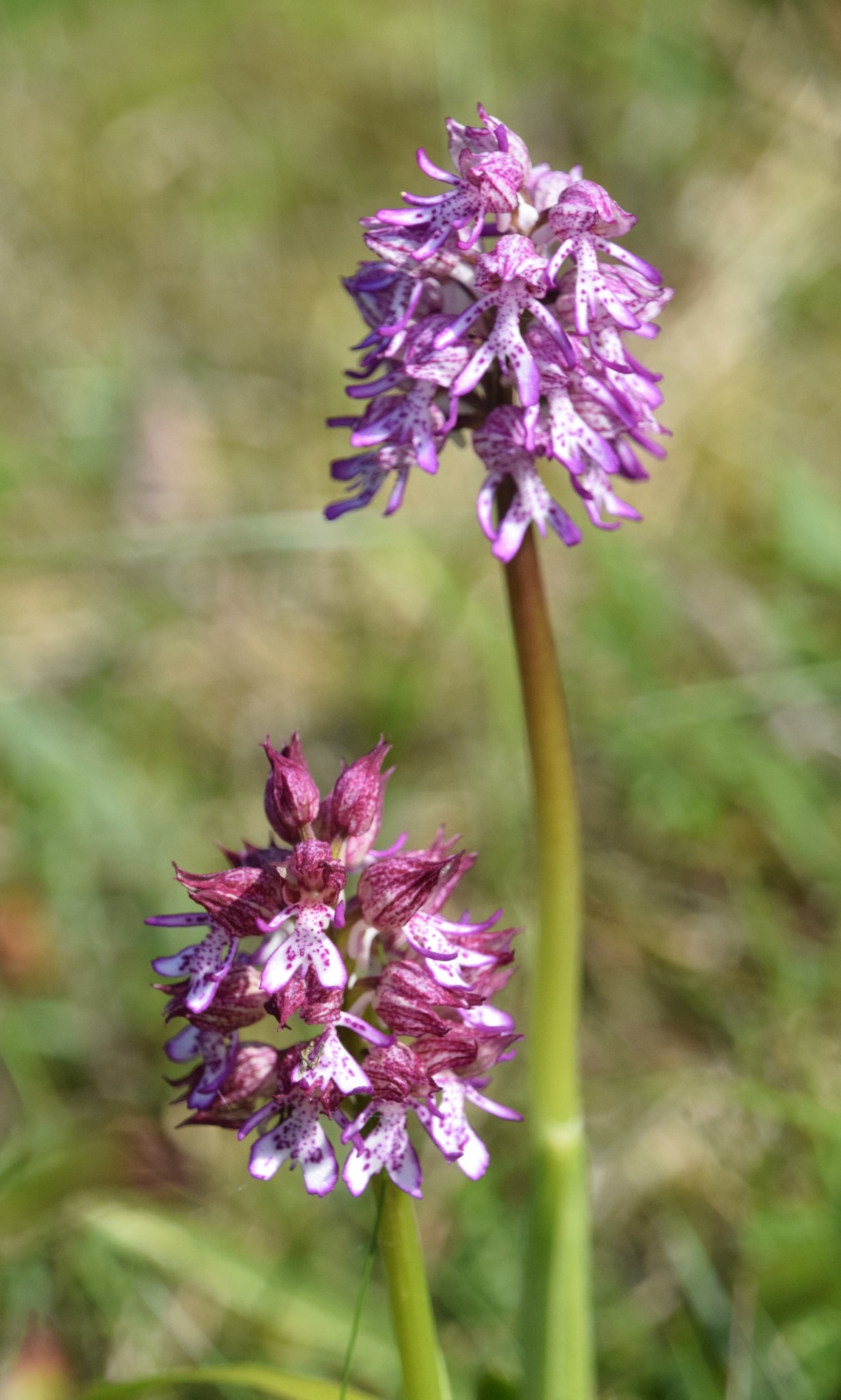 The Lady, Monkey and hybrid Orchids of BBOWT Hartslock, Oxon + Pasque ...