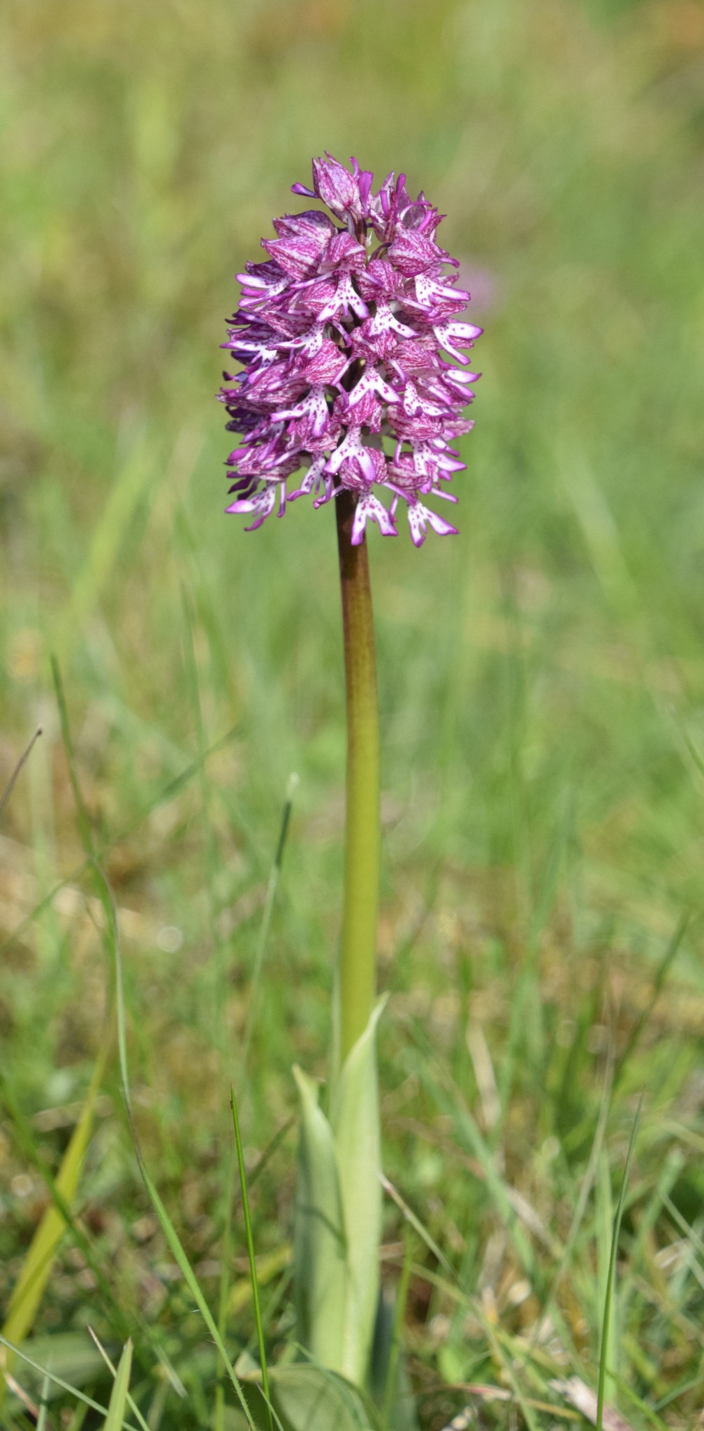 The Lady, Monkey and hybrid Orchids of BBOWT Hartslock, Oxon + Pasque ...