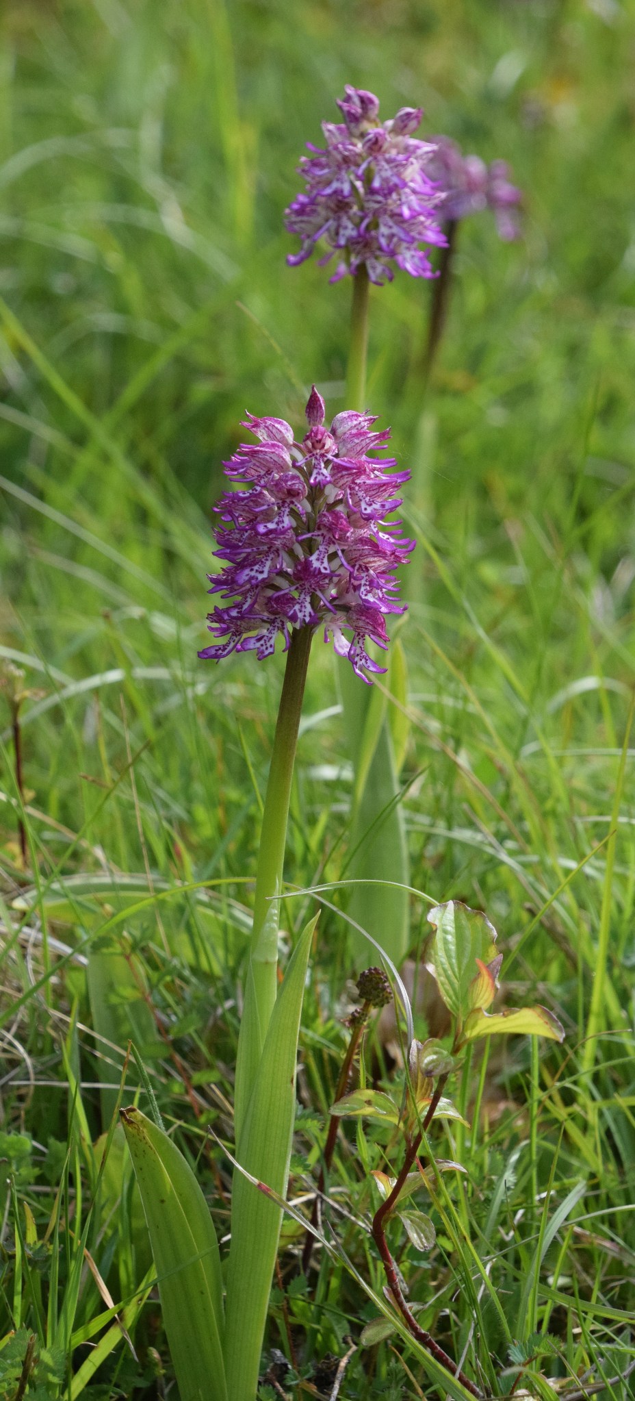 The Lady, Monkey and hybrid Orchids of BBOWT Hartslock, Oxon + Pasque ...