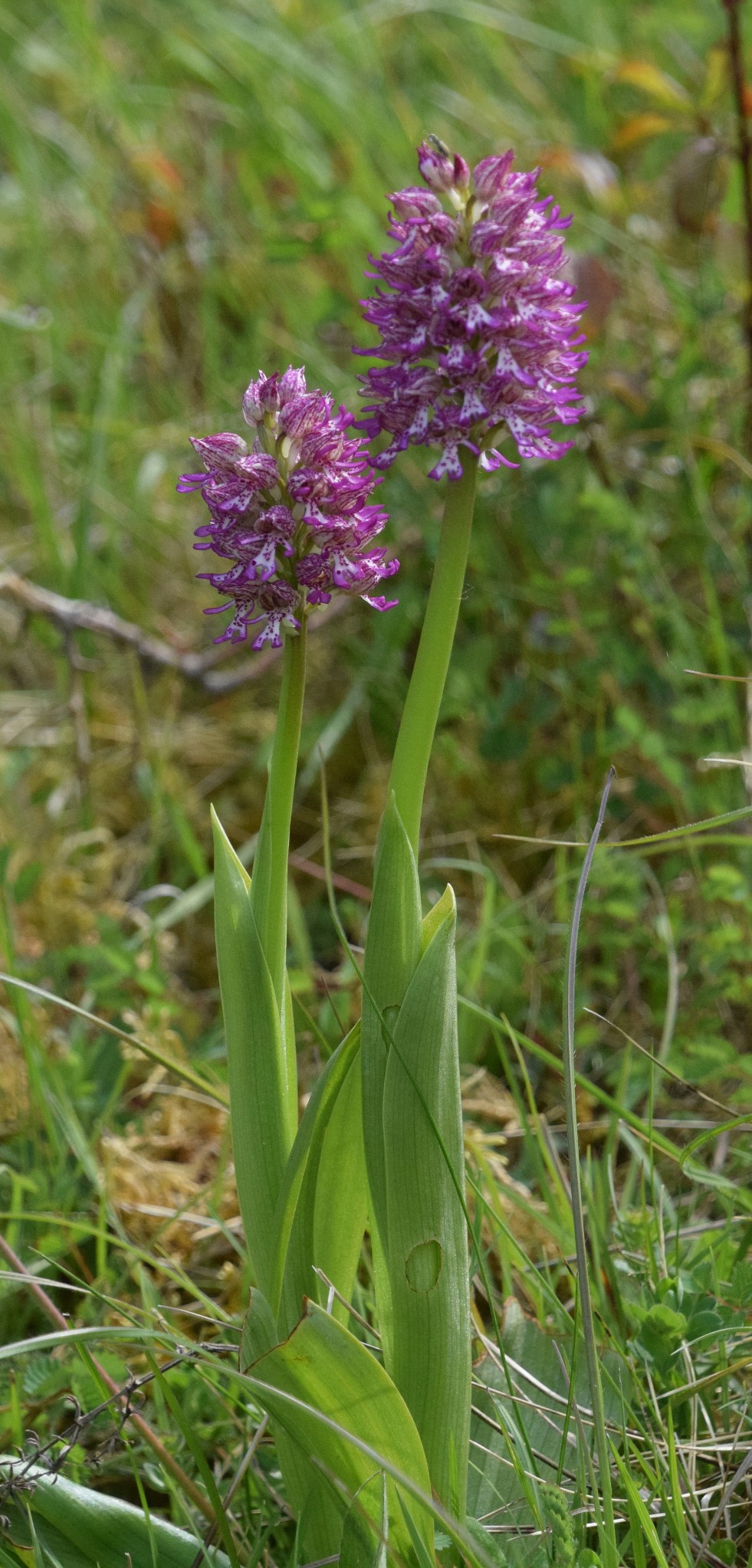 The Lady, Monkey and hybrid Orchids of BBOWT Hartslock, Oxon + Pasque ...
