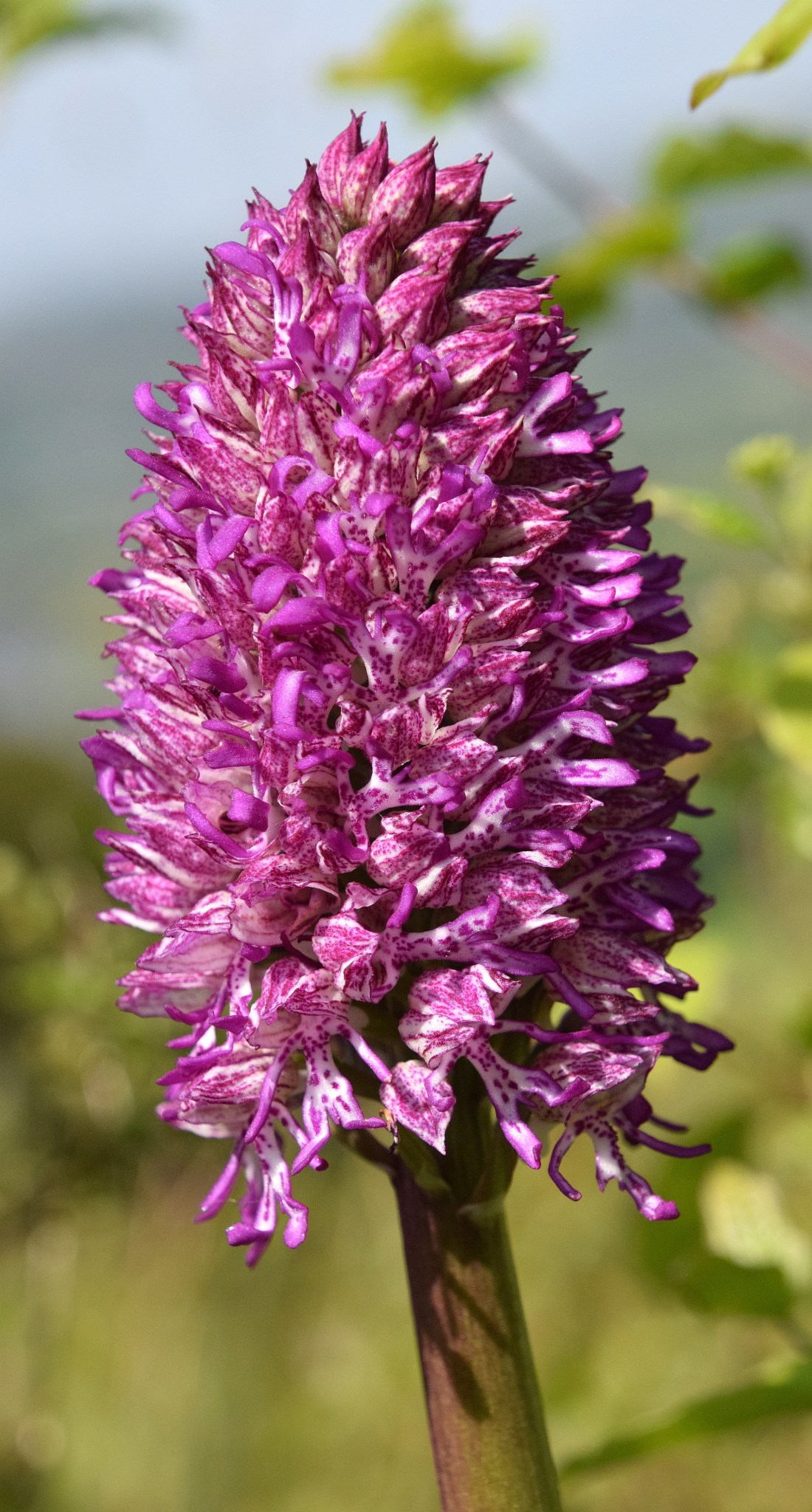 The Lady, Monkey and hybrid Orchids of BBOWT Hartslock, Oxon + Pasque ...