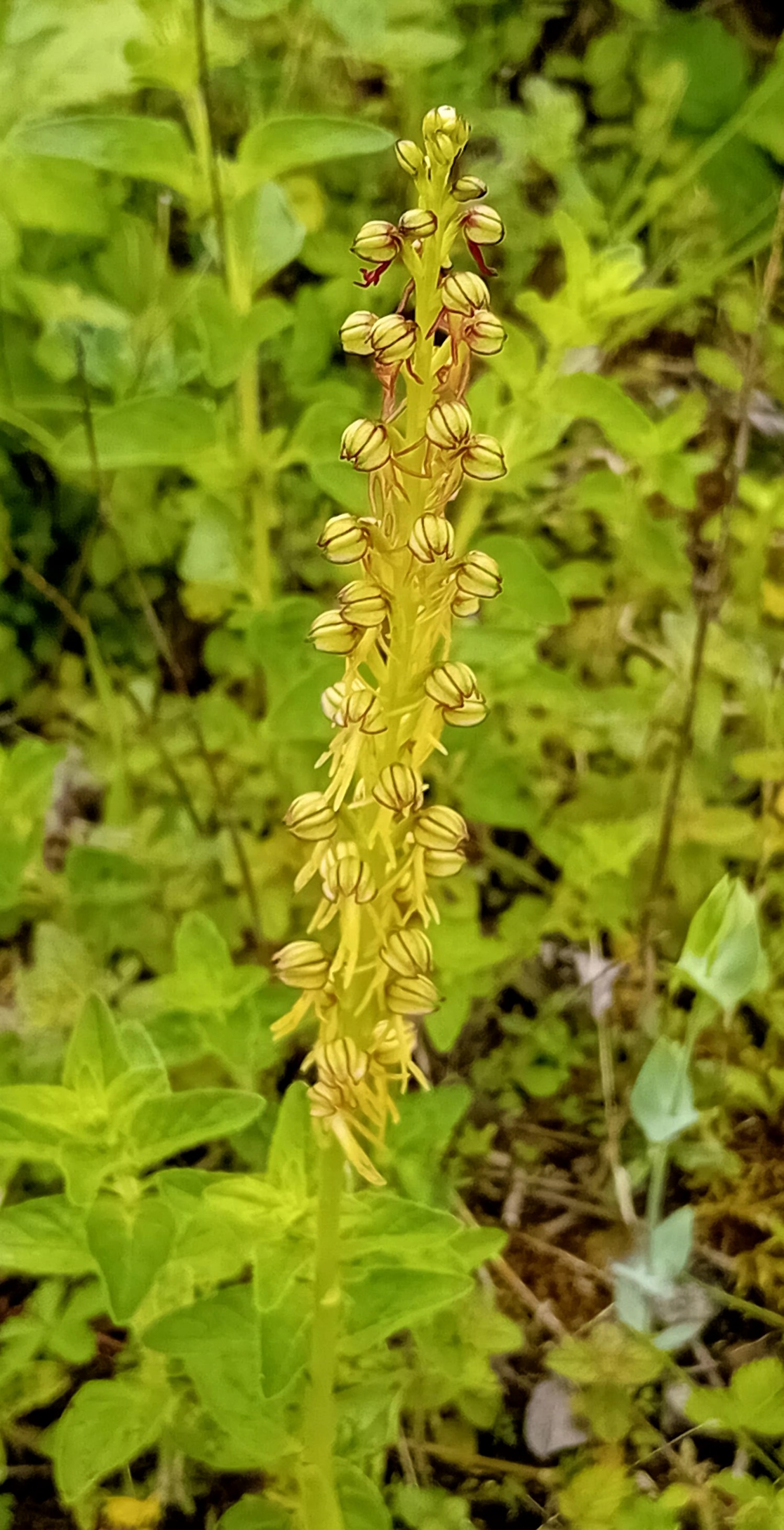 Ramblings and Scribblings – Wildlife and travel diary of an Oxford ...