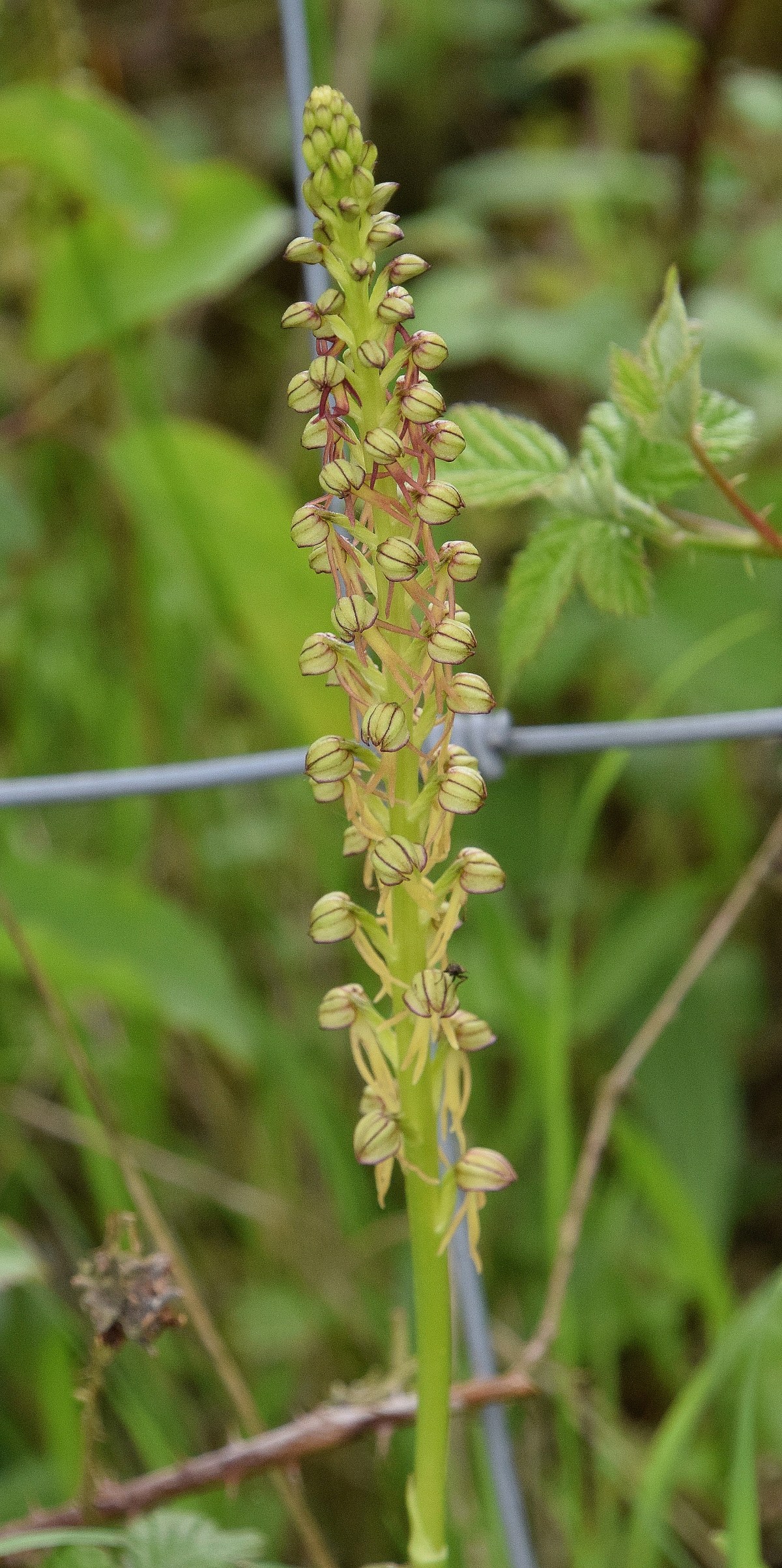 Ramblings and Scribblings – Wildlife and travel diary of an Oxford ...