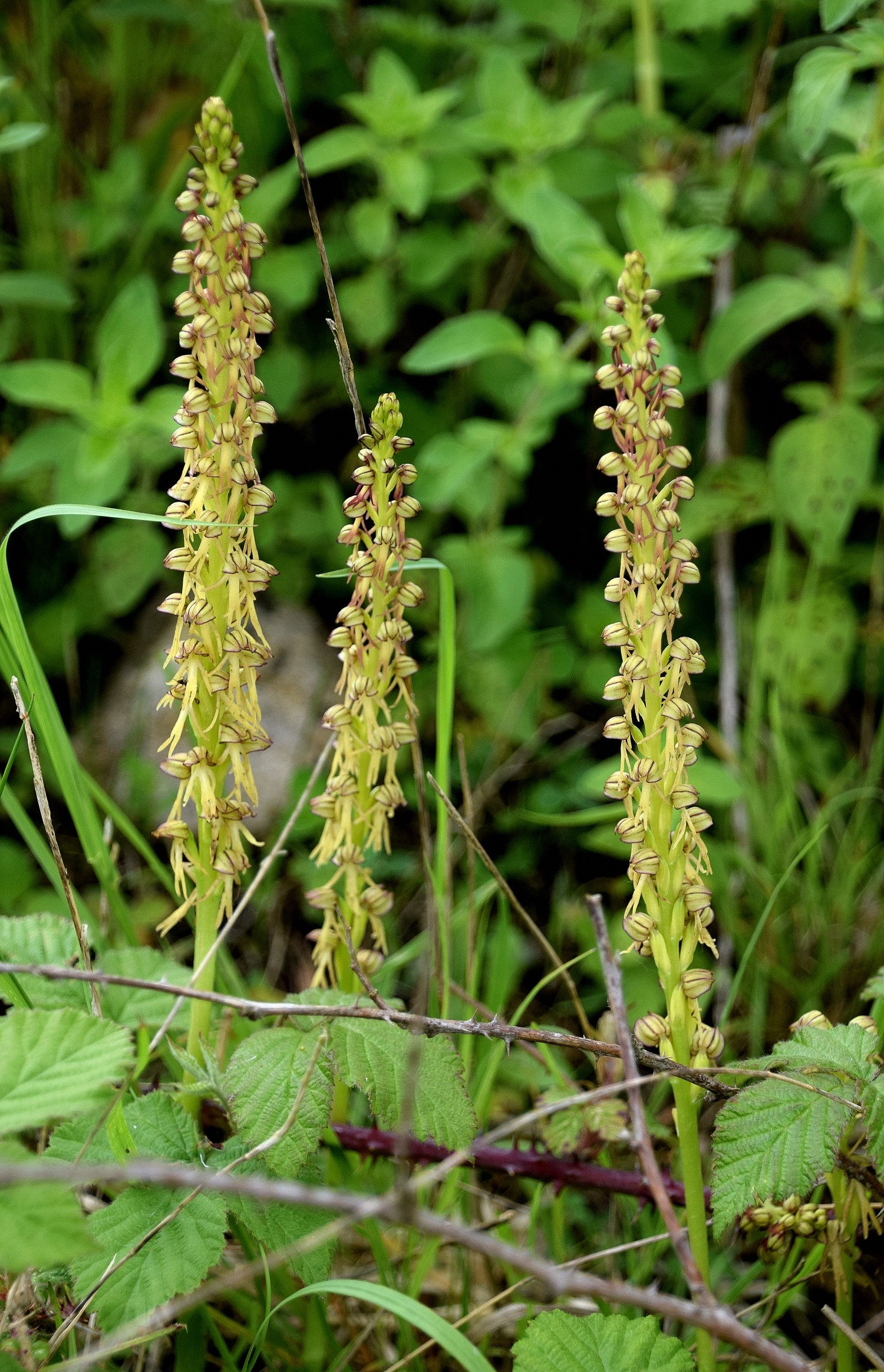 Ramblings and Scribblings – Wildlife and travel diary of an Oxford ...