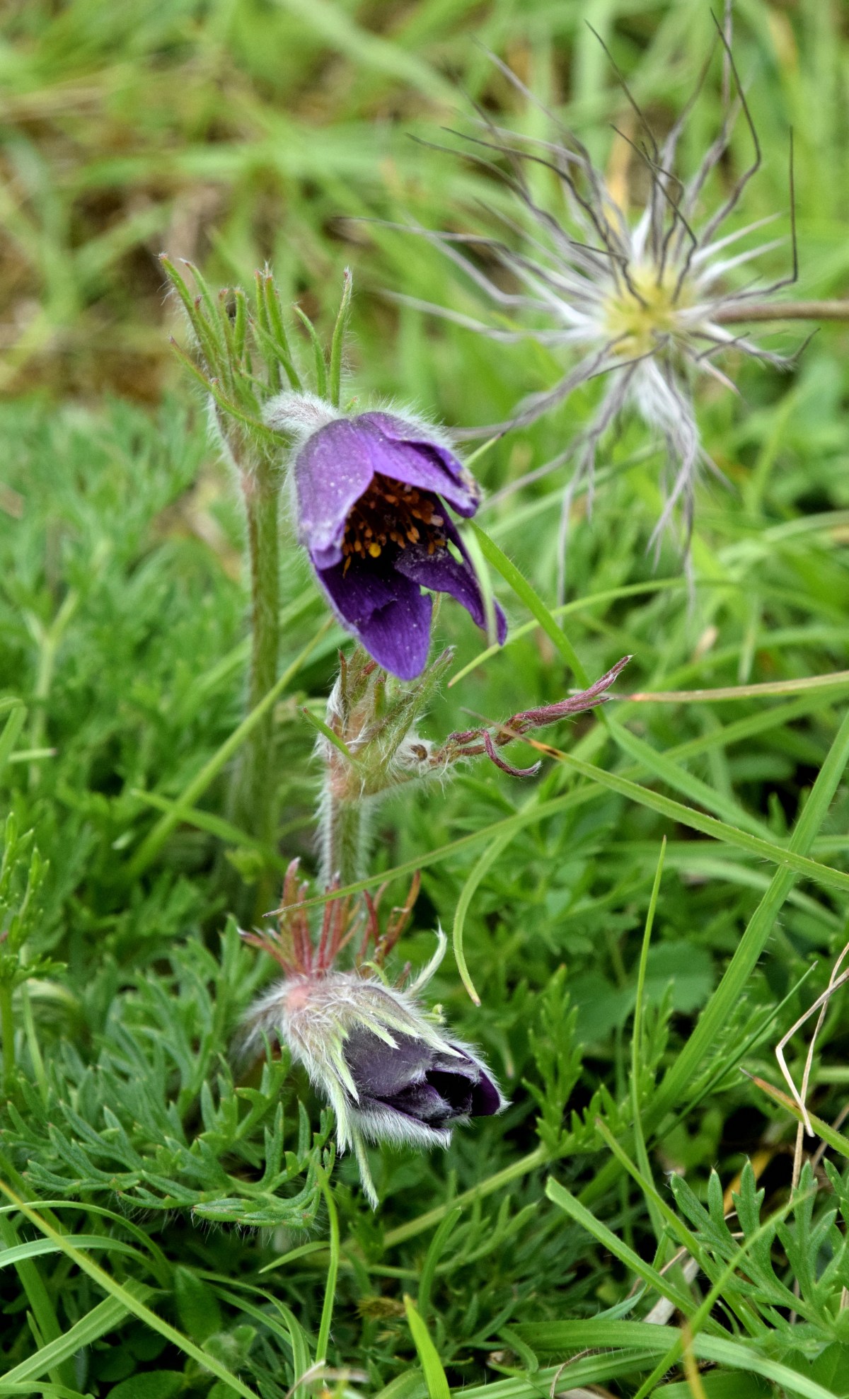 Ramblings and Scribblings – Wildlife and travel diary of an Oxford ...