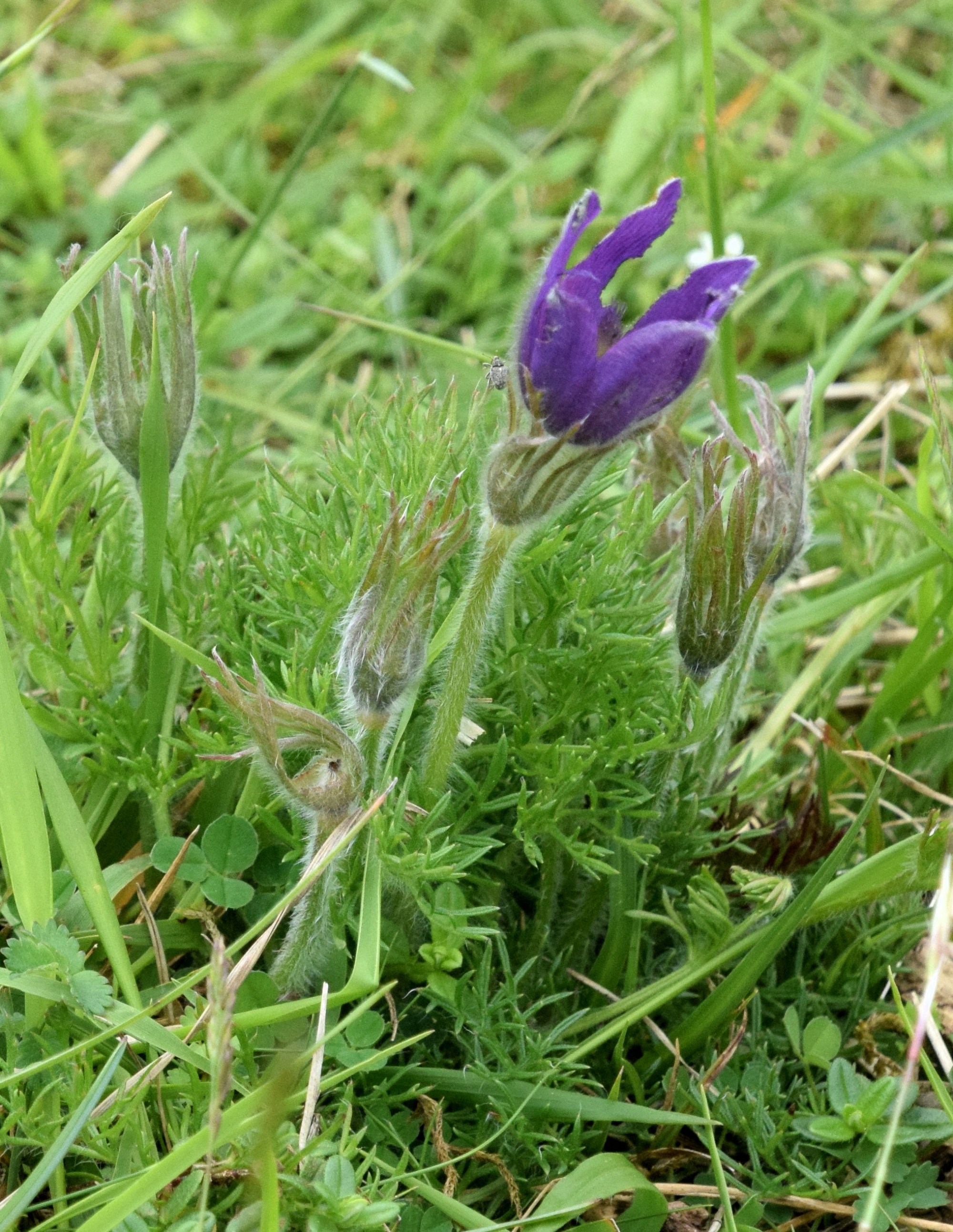 Ramblings and Scribblings – Wildlife and travel diary of an Oxford ...