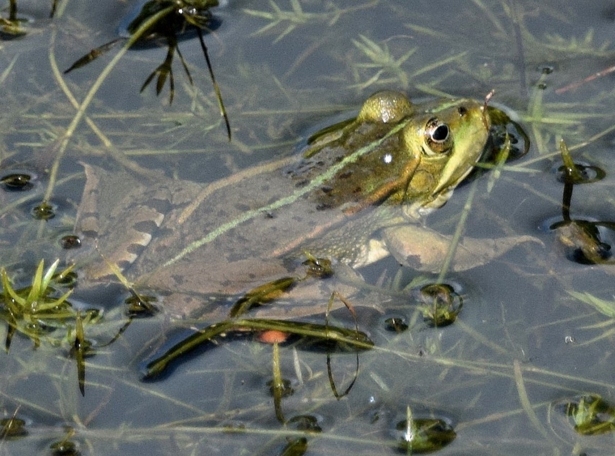 The European Pool Frogs of Greenham Common, Berks – 15th May ...