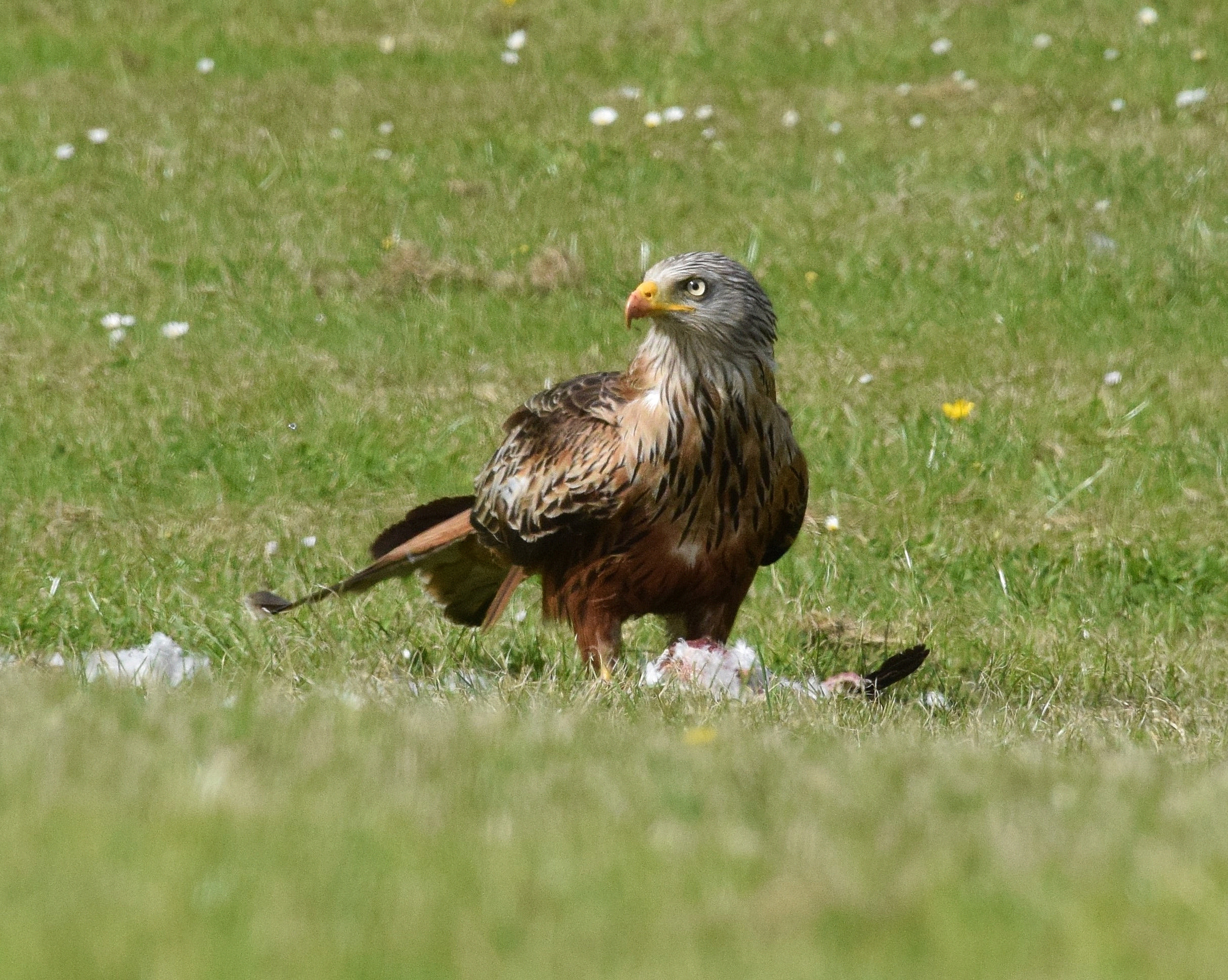 Kite and Lizard: a local interlude – 11th June – Ramblings and Scribblings