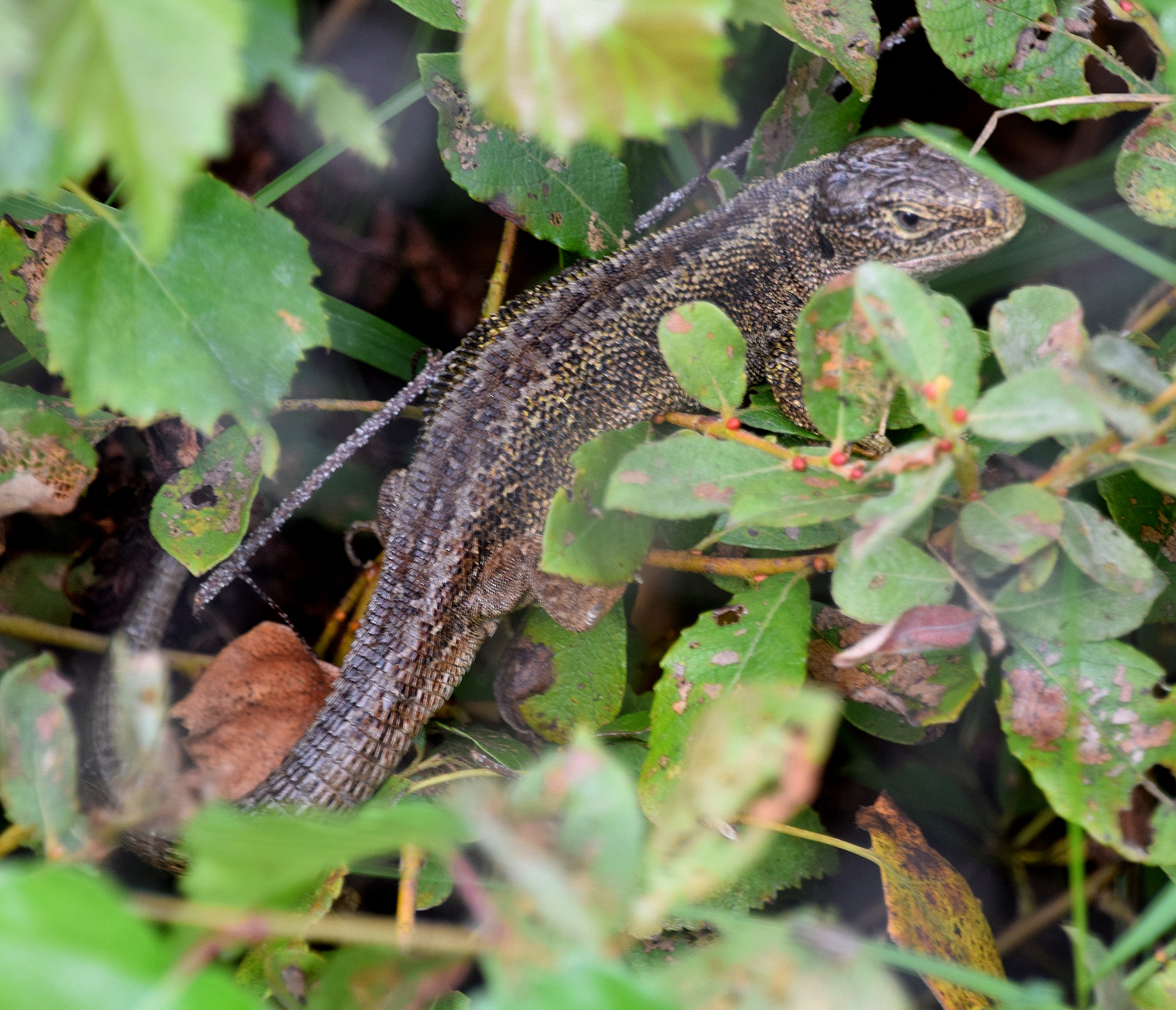 ARC Members Day at the New Forest Reptile Centre, ft Edible Frog, Sand ...