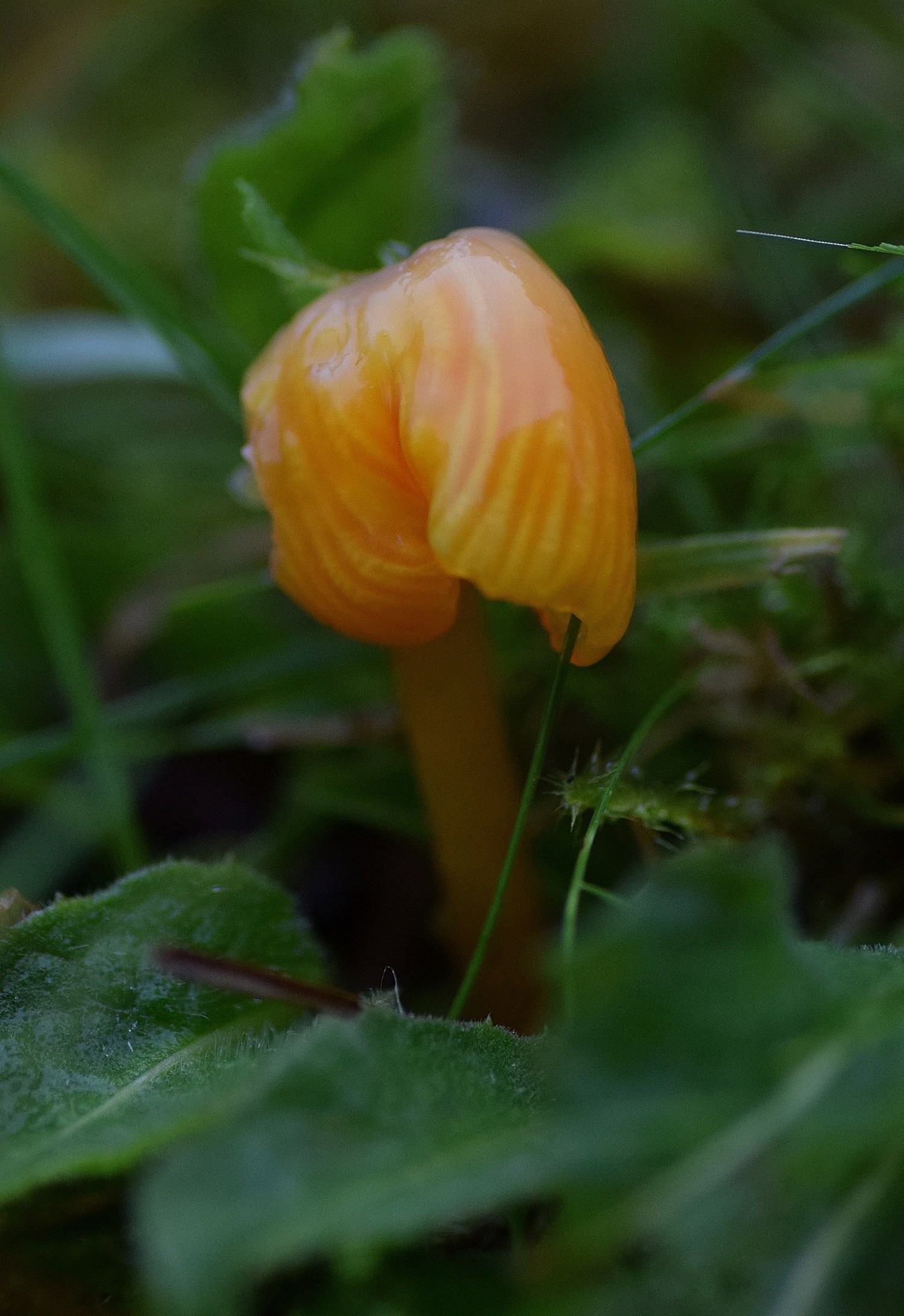 Ramblings and Scribblings – Wildlife and travel diary of an Oxford ...