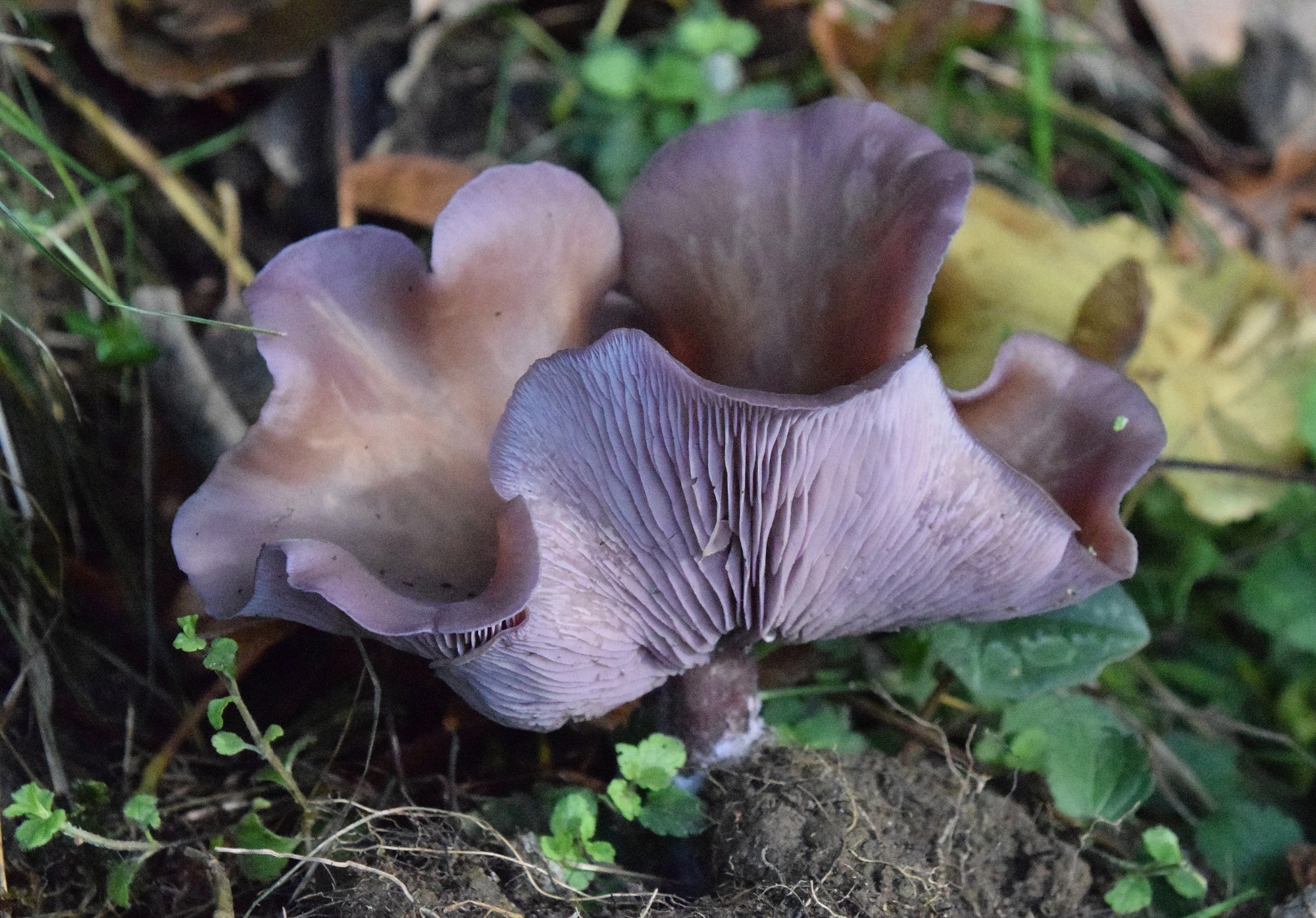 Ramblings and Scribblings – Wildlife and travel diary of an Oxford ...