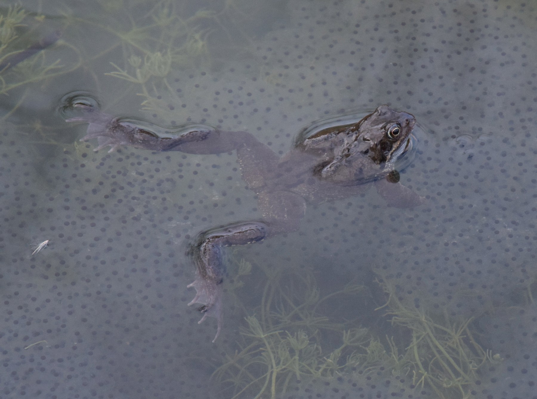 Ramblings and Scribblings – Wildlife and travel diary of an Oxford ...