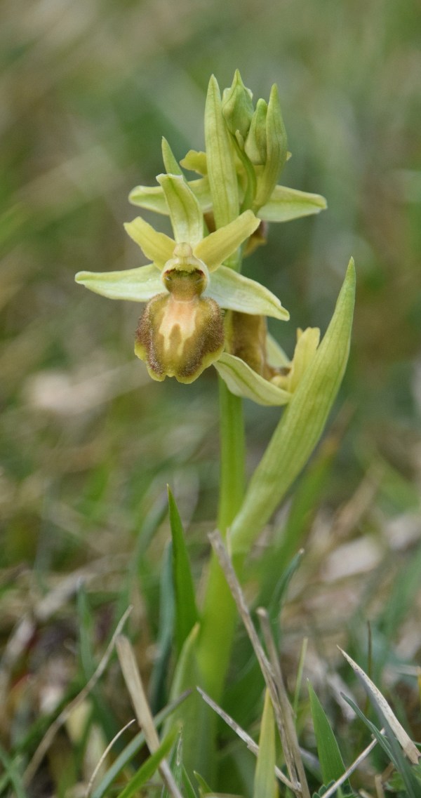 Early Spider Orchids at Durlston NNR, Dorset – 8 & 17th Apr – Ramblings ...