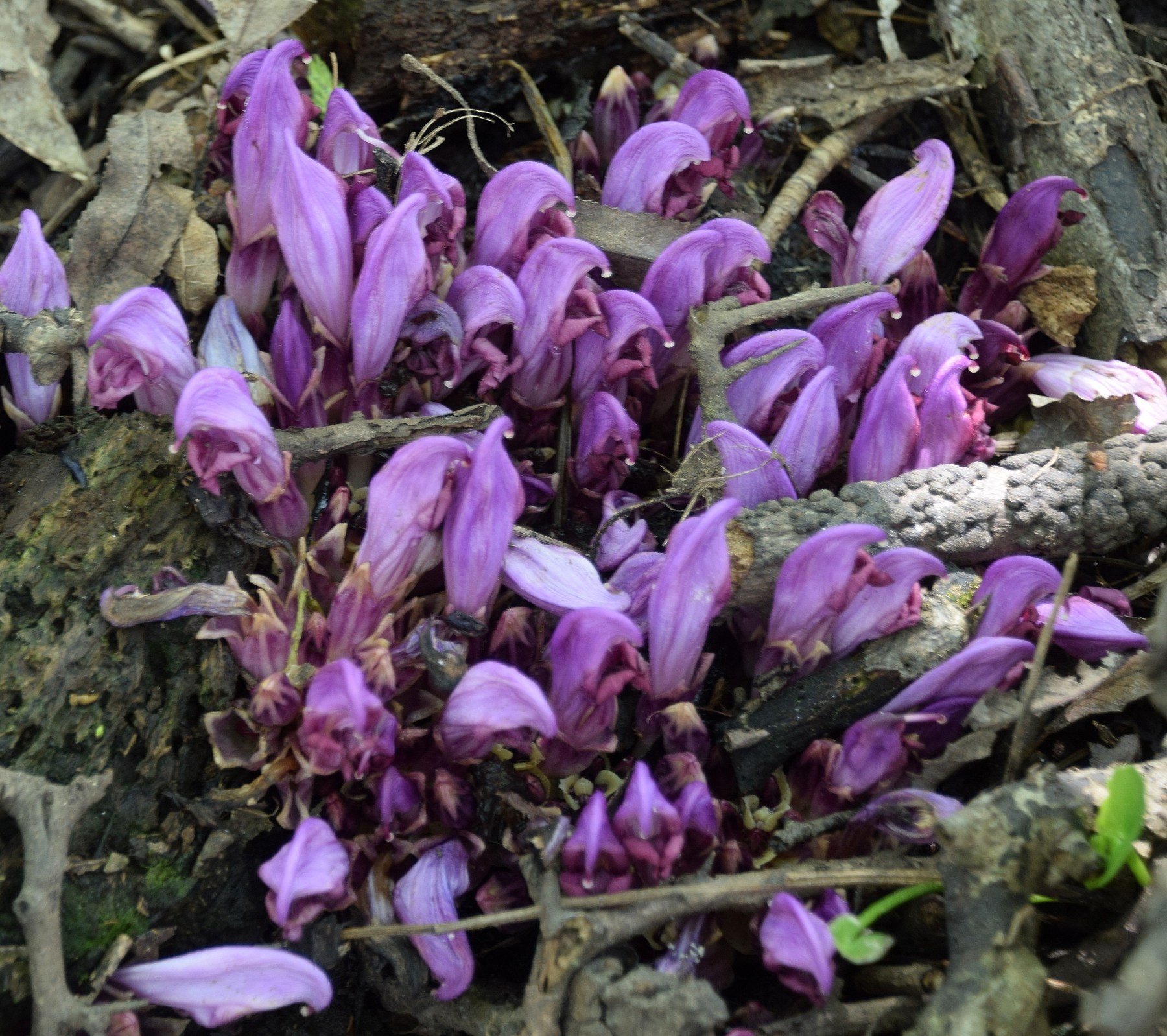 Ramblings and Scribblings – Wildlife and travel diary of an Oxford ...