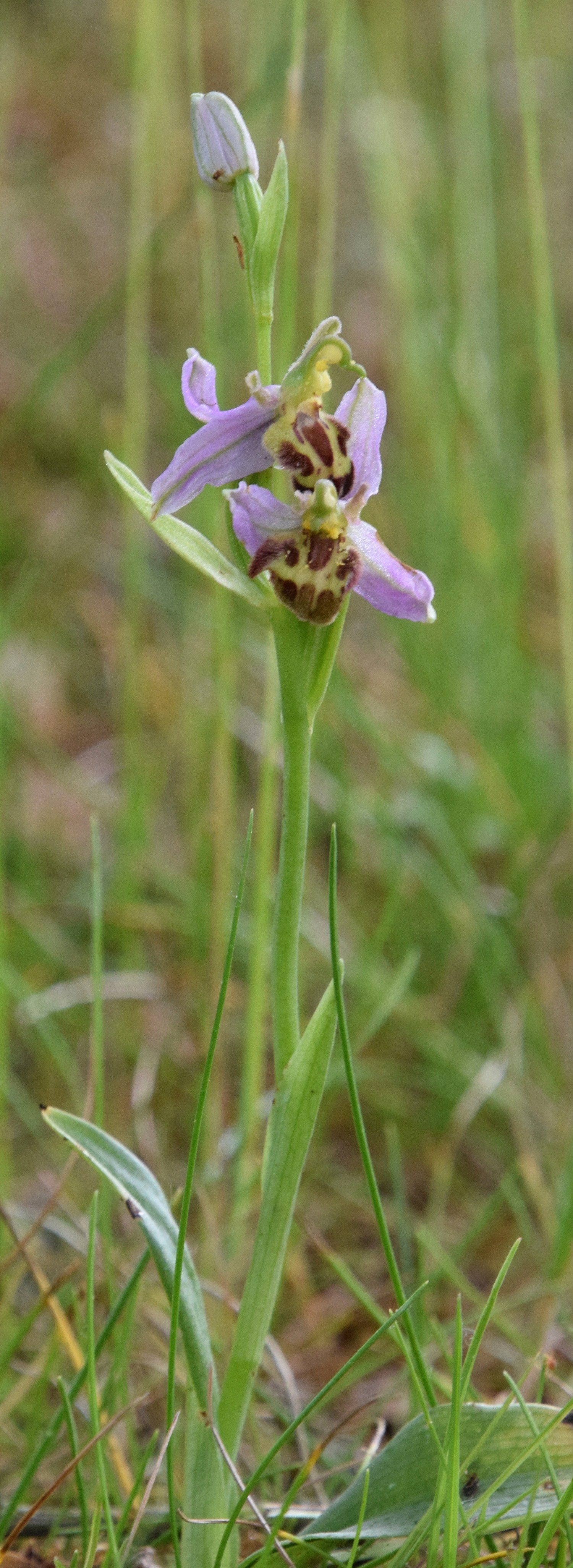 Ramblings and Scribblings – Wildlife and travel diary of an Oxford ...