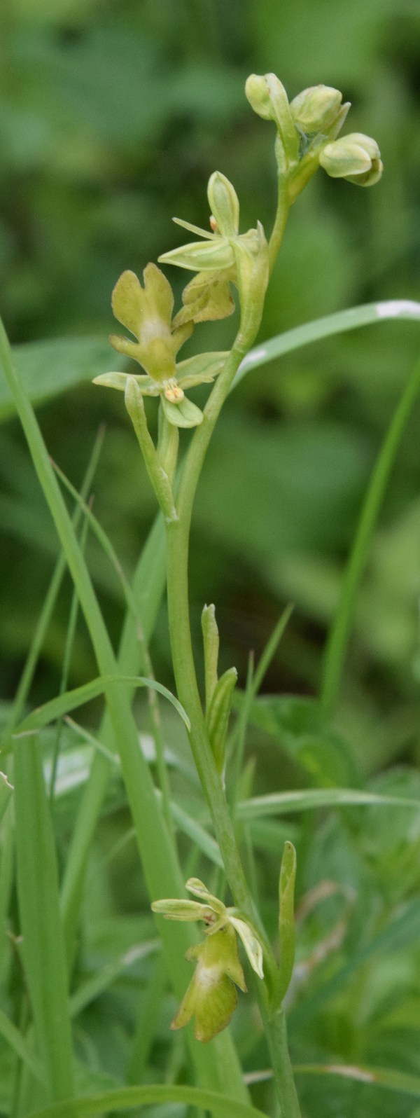 Two special Fly Orchid experiences in Kent and Hants – 1st and 4th June ...