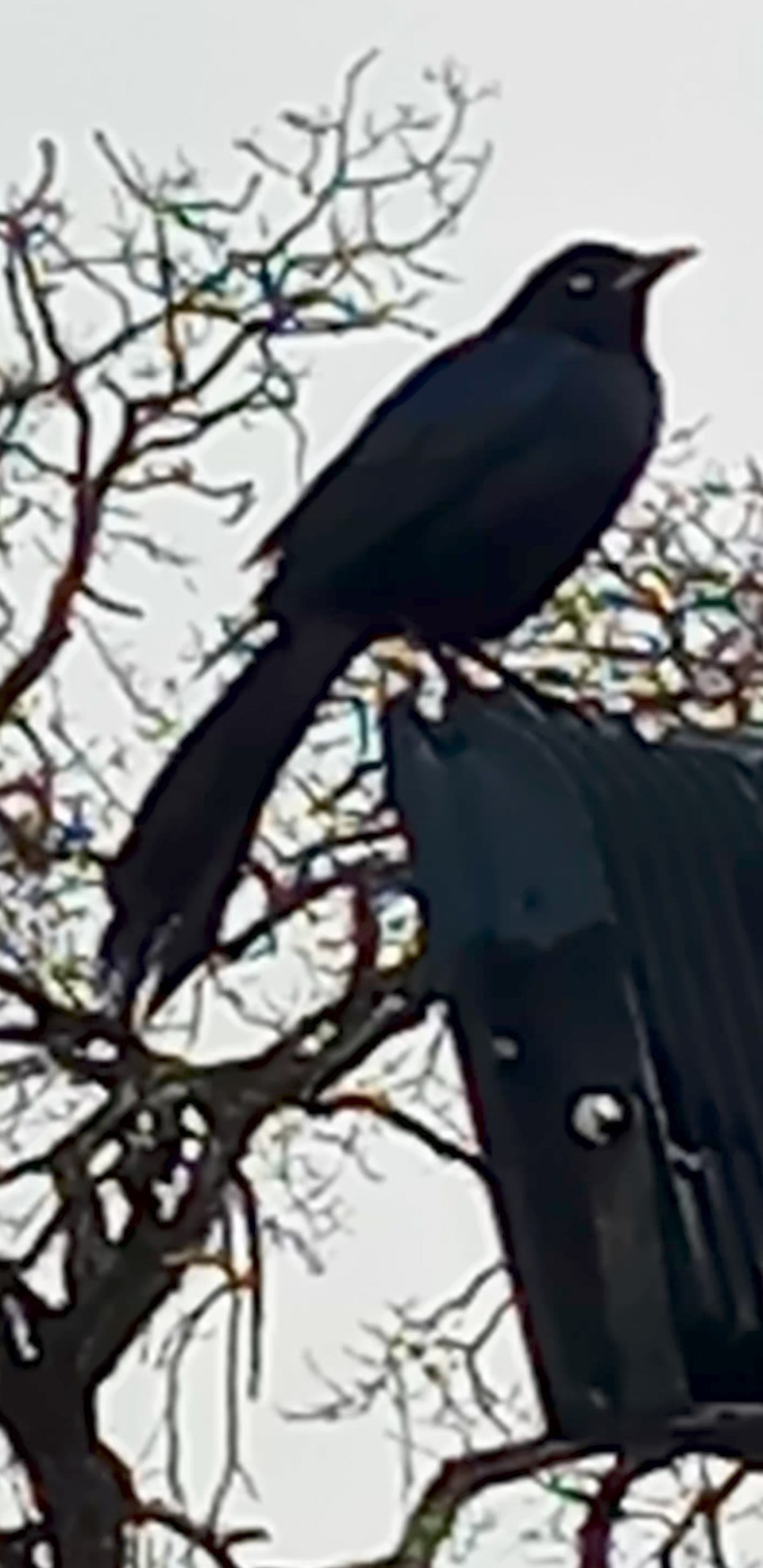A Hants Nearctic double bill boosts my British bird list further ...